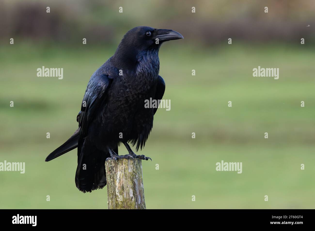 Common Raven (Corvus corax) St Gothians Local Nature Reserve, Cornwall ...