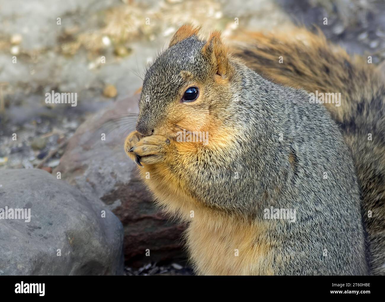 Handsome closeup of a Fox Squirrel (Sciurus niger) feeding on seeds ...