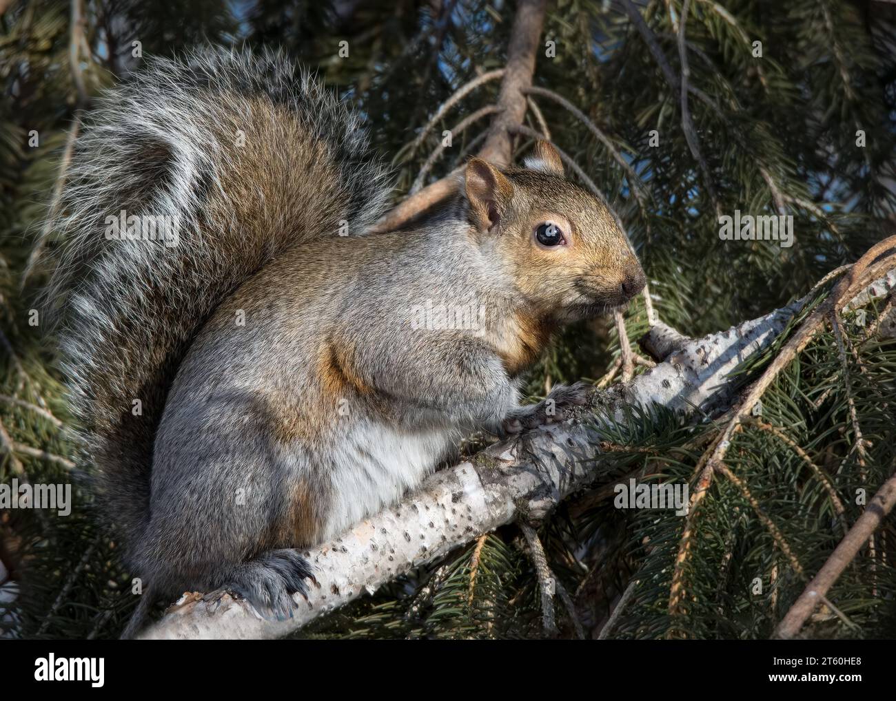 Beautiful Gray Squirrel (Sciurus carolinensis) sitting on birch limb ...