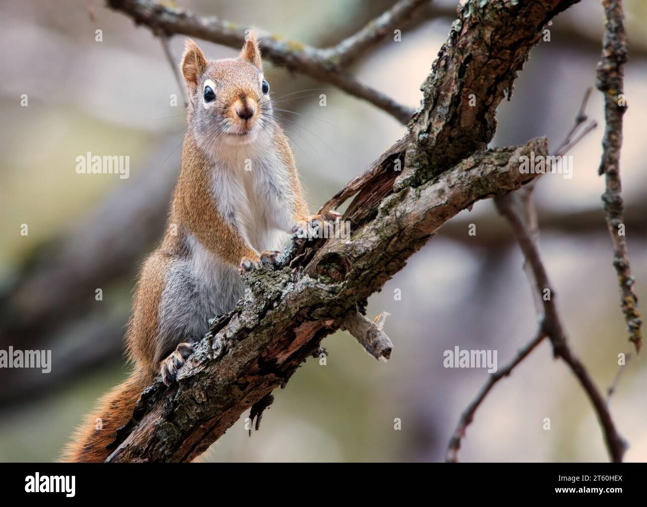 Cute Red Squirrel (Sciurus vulgaris)sitting on old tree branch with ...