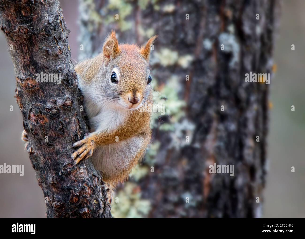 Adorable Red Squirrel (Sciurus vulgaris) clinging to large Maple tree ...