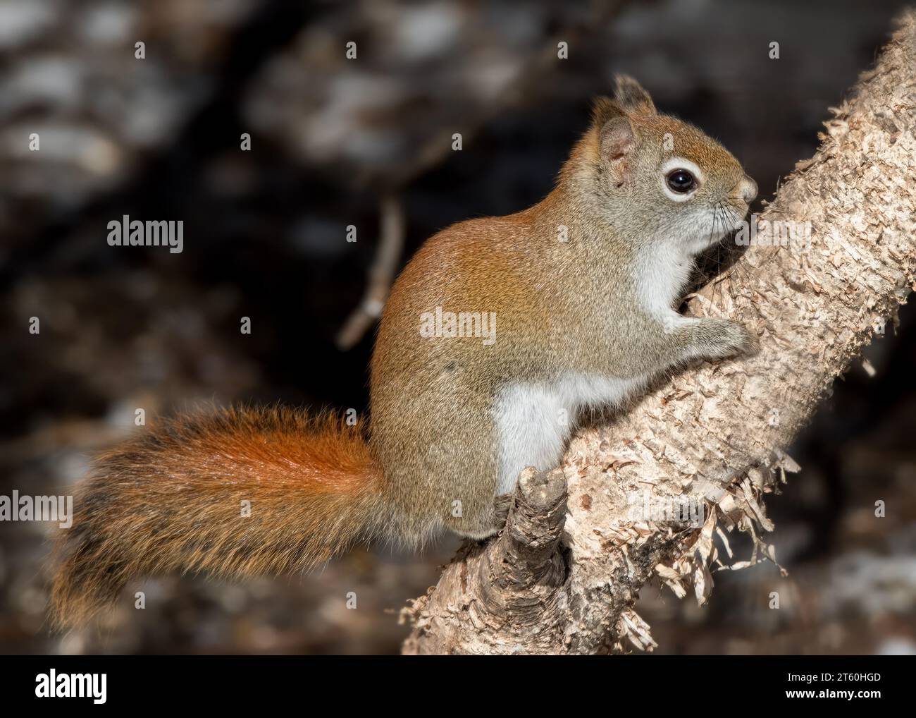 Adorable young Red Squirrel (Sciurus vulgaris) hugging a birch tree ...