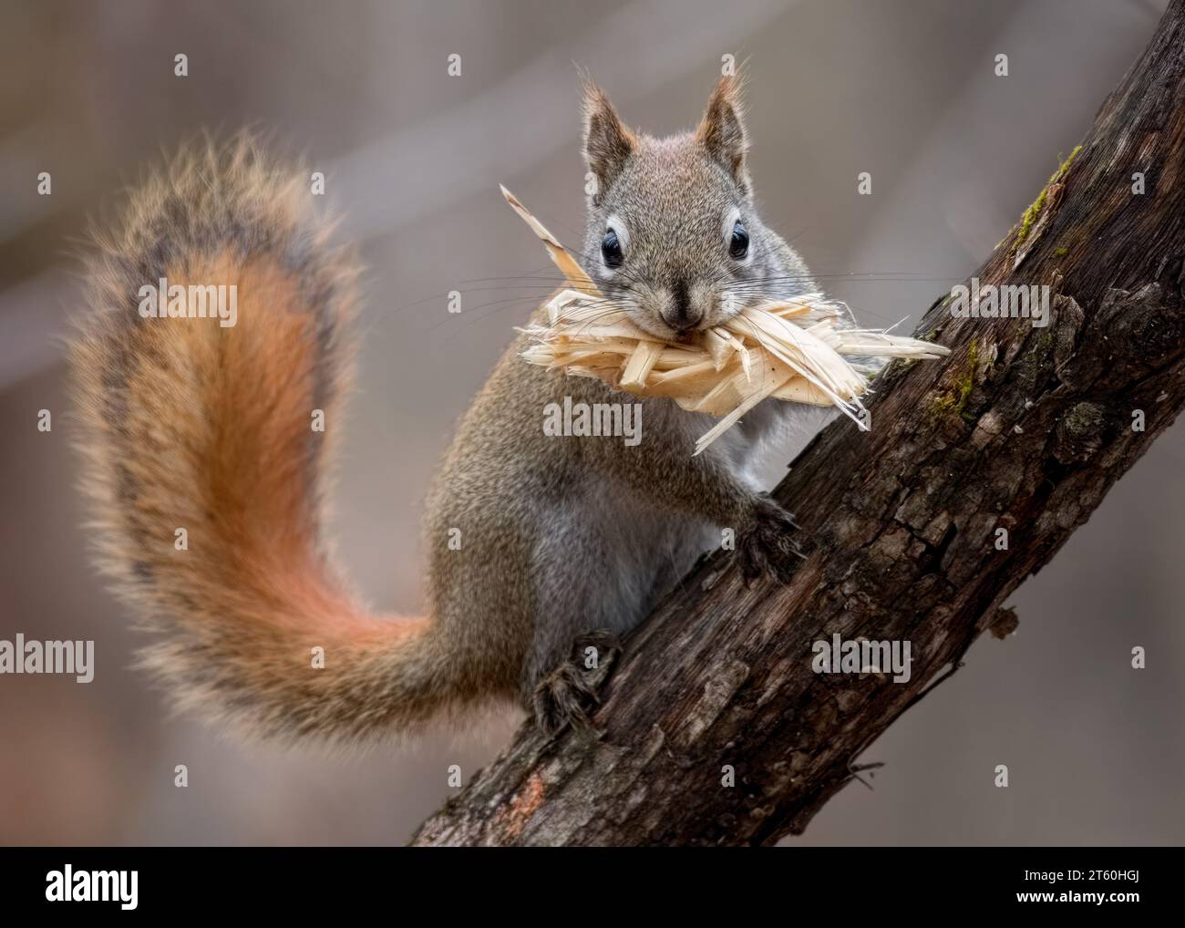 A cute Red Squirrel (Sciurus vulgaris) clinging to a tree limb with a ...
