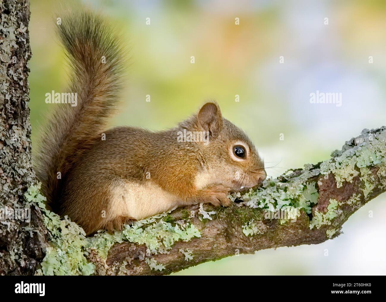 Cute Red Squirrel (Sciurus vulgaris) clinging to an old pine tree limb ...