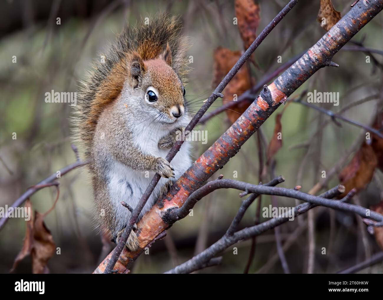 Adorable Red Squirrel (Sciurus vulgaris) posing in the branches of a ...