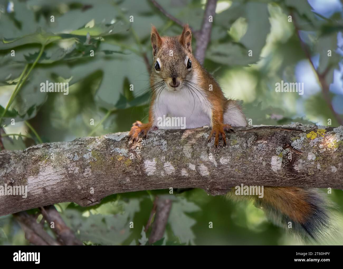 Handsome Red Squirrel (Sciurus vulgaris) clinging to tree limb in the ...