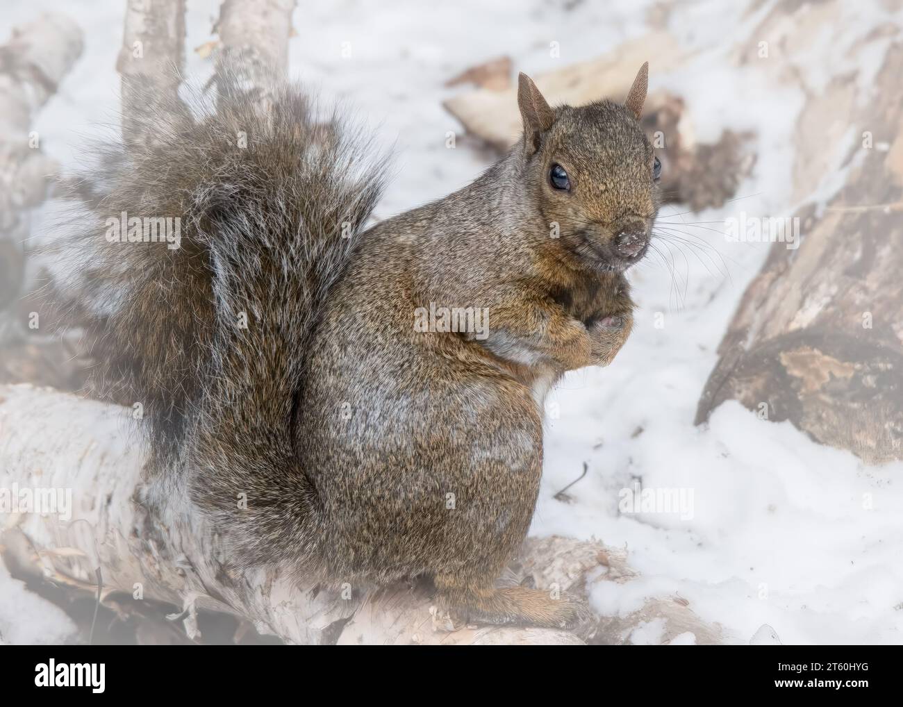 An Adorable Gray Squirrel (Sciurus carolinensis) sitting on an old ...