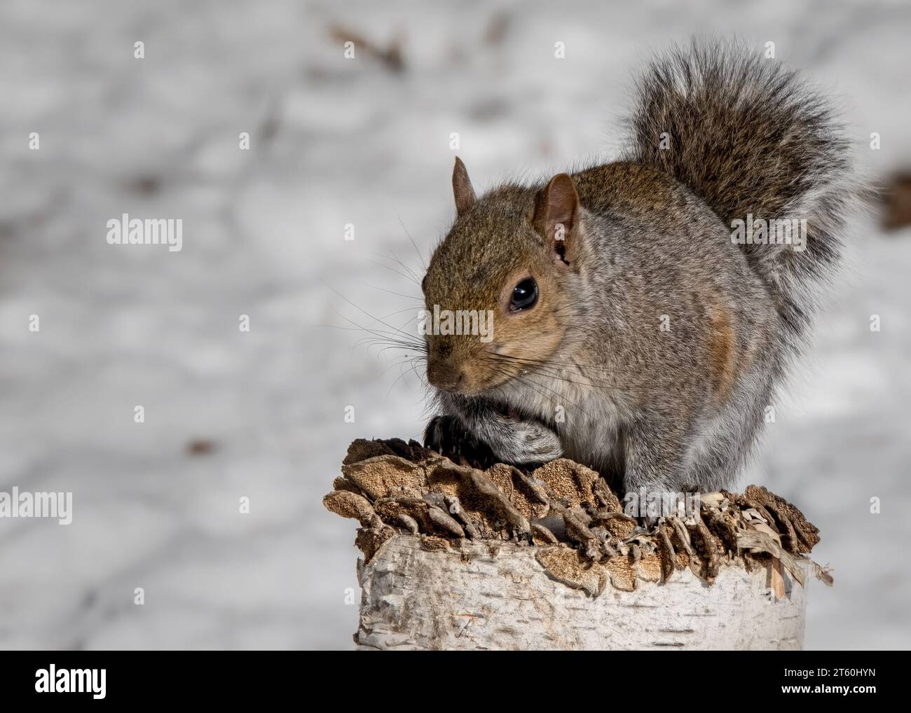 Minnesota Gray Squirrel (Sciurus carolinensis) sitting on old Paper ...