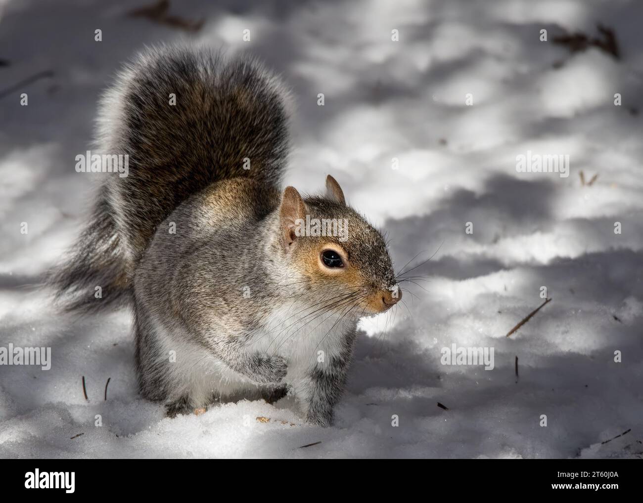 Nice photo of a Minnesota Gray Squirrel (Sciurus carolinensis) standing ...