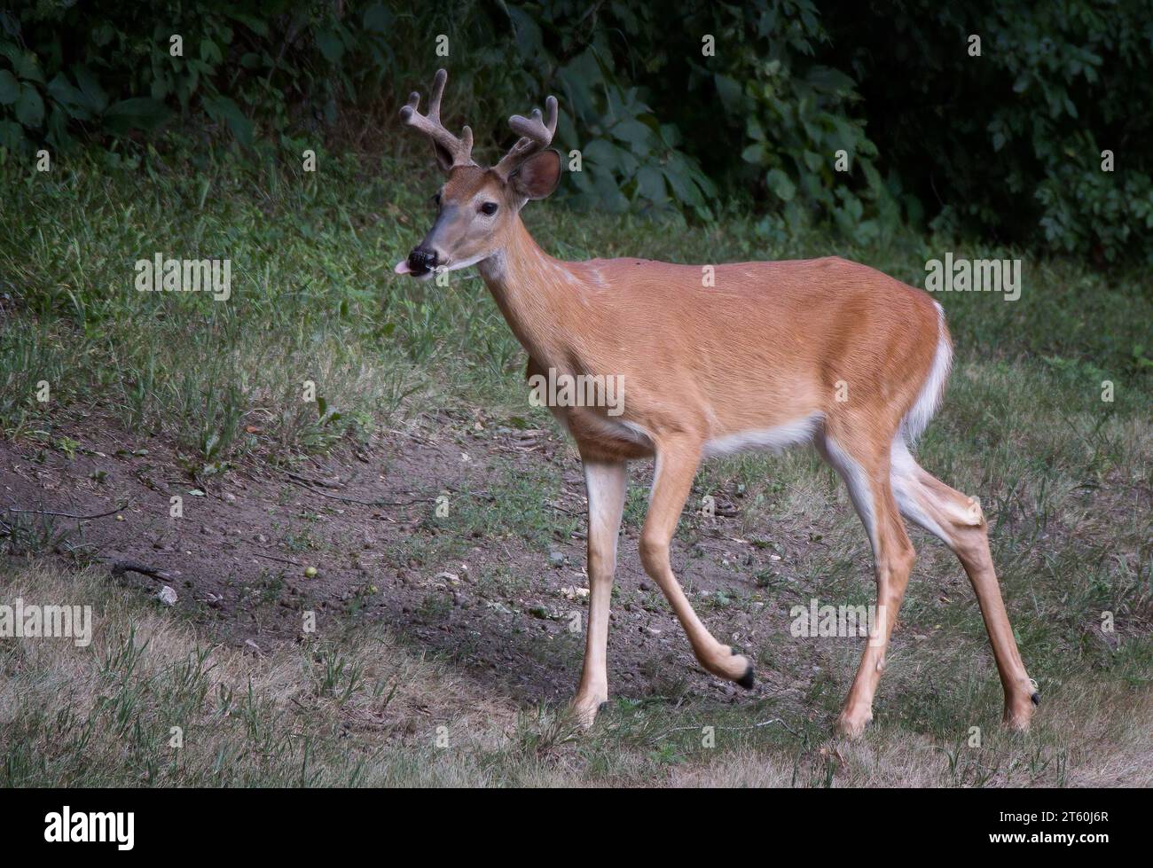 Chippewa national forest hi-res stock photography and images - Alamy