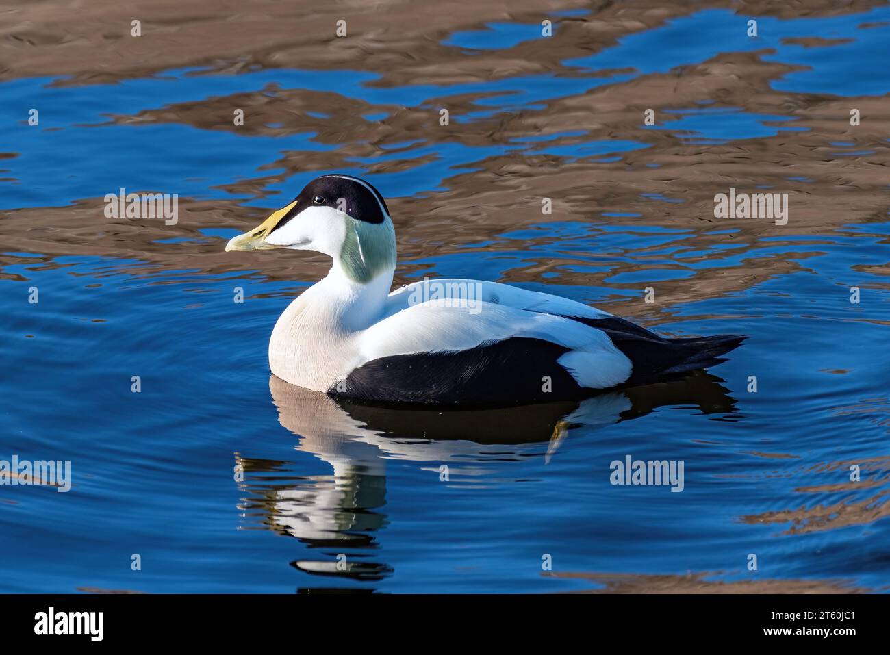 Common Eider Duck Stock Photo - Alamy