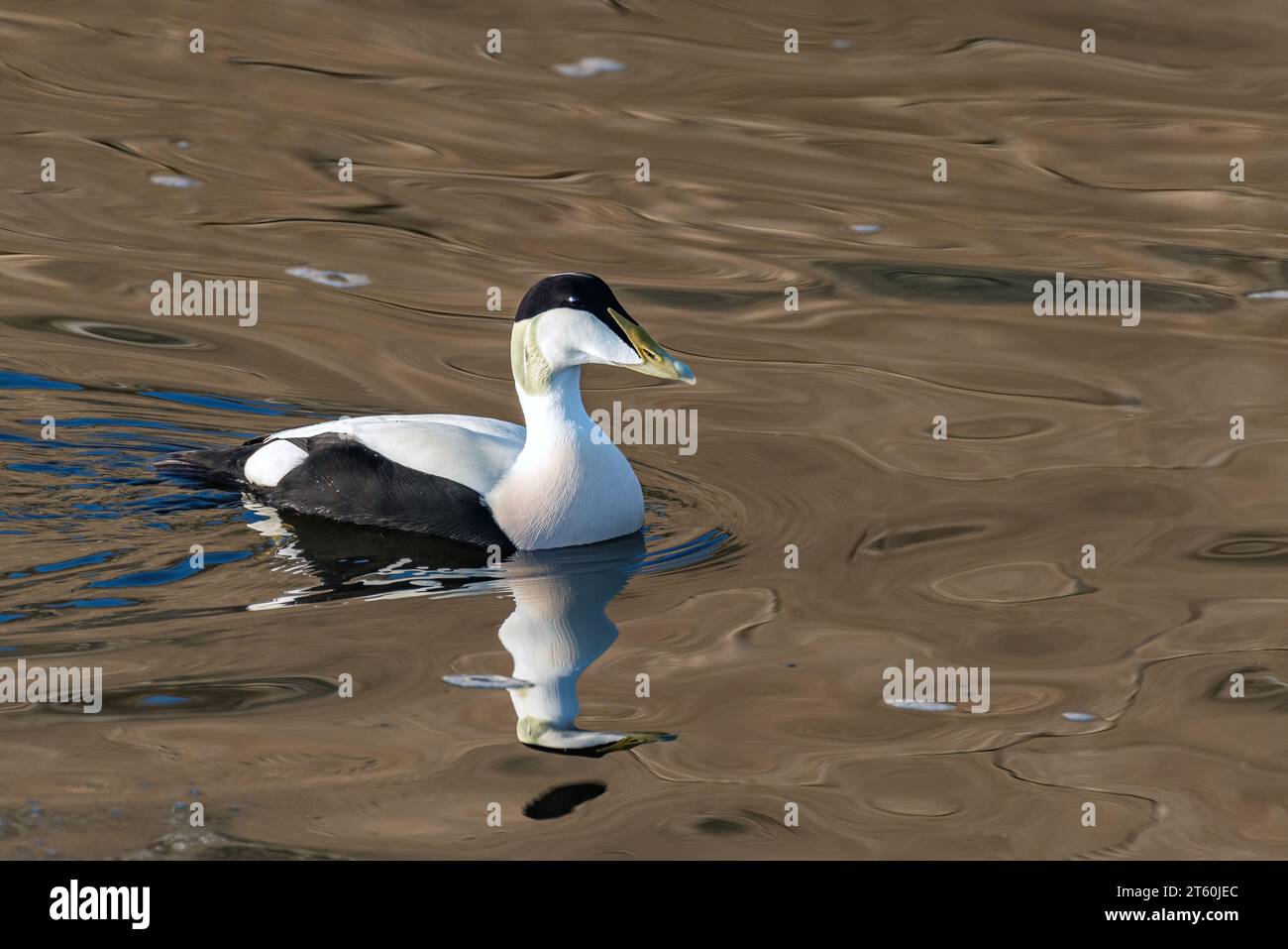 Common Eider Duck Stock Photo - Alamy