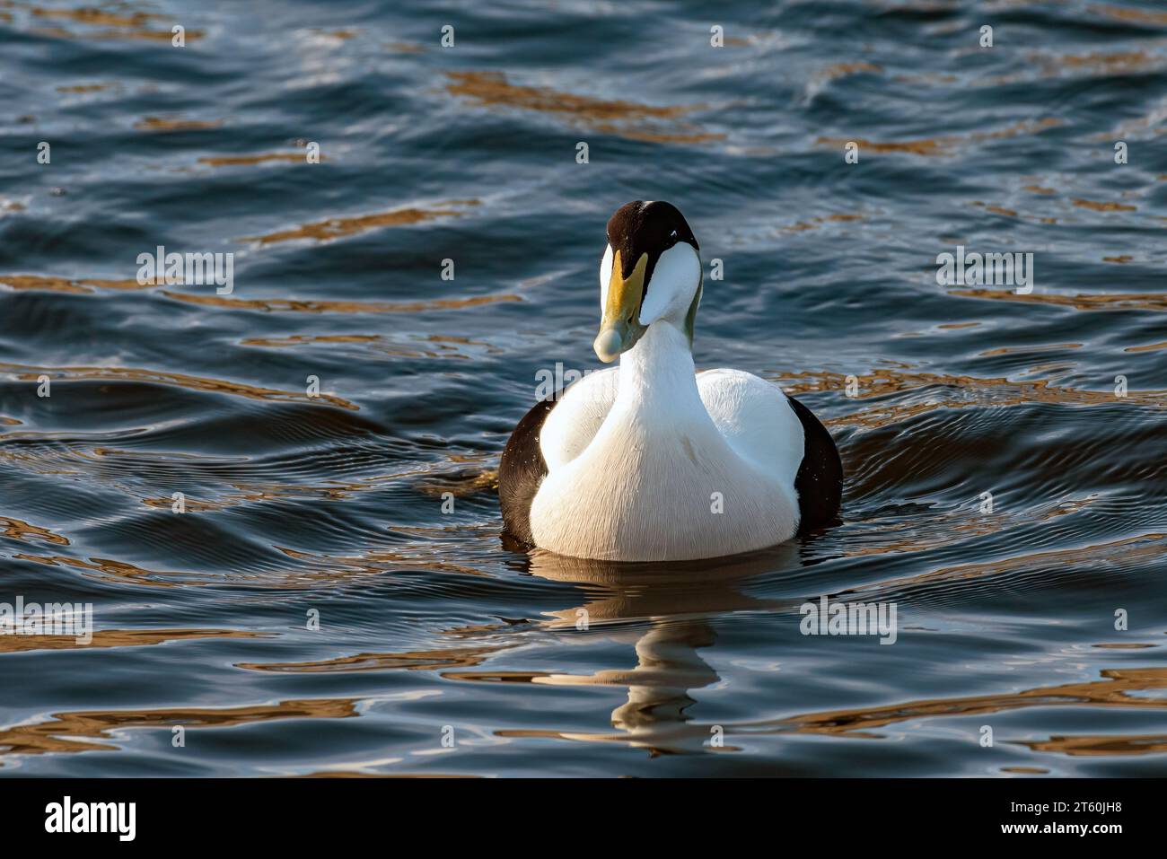 Common Eider Duck Stock Photo - Alamy