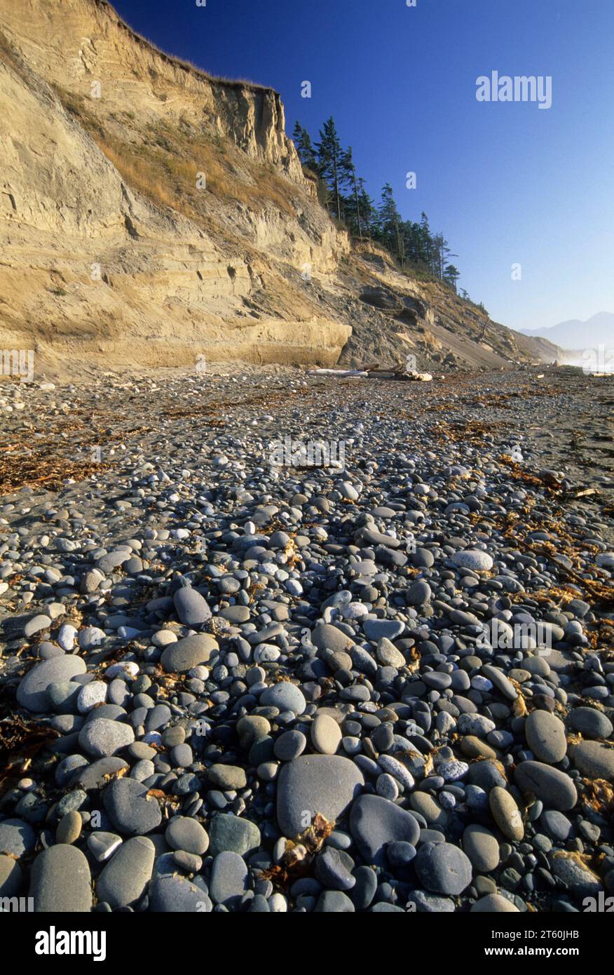 Beach cliff, Dungeness National Wildlife Refuge, Washington Stock Photo ...