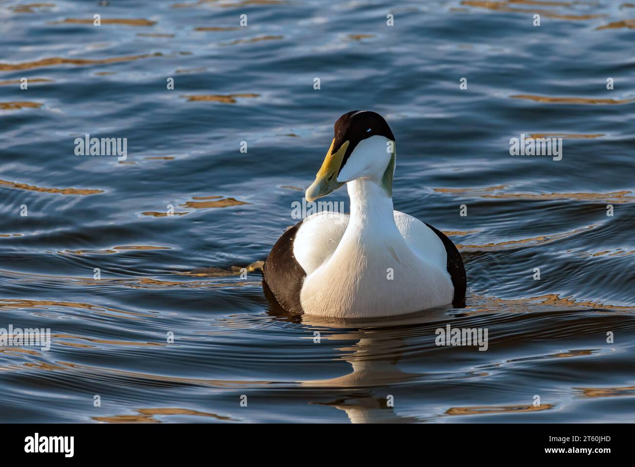 Common Eider Duck Stock Photo - Alamy