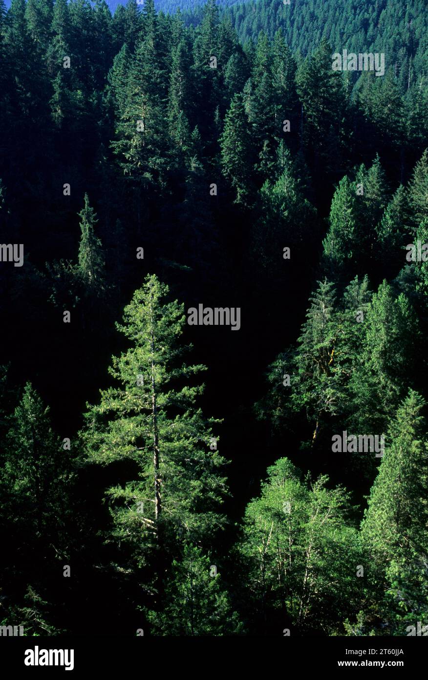 Forest from Falls View, Olympic National Forest, Washington Stock Photo ...