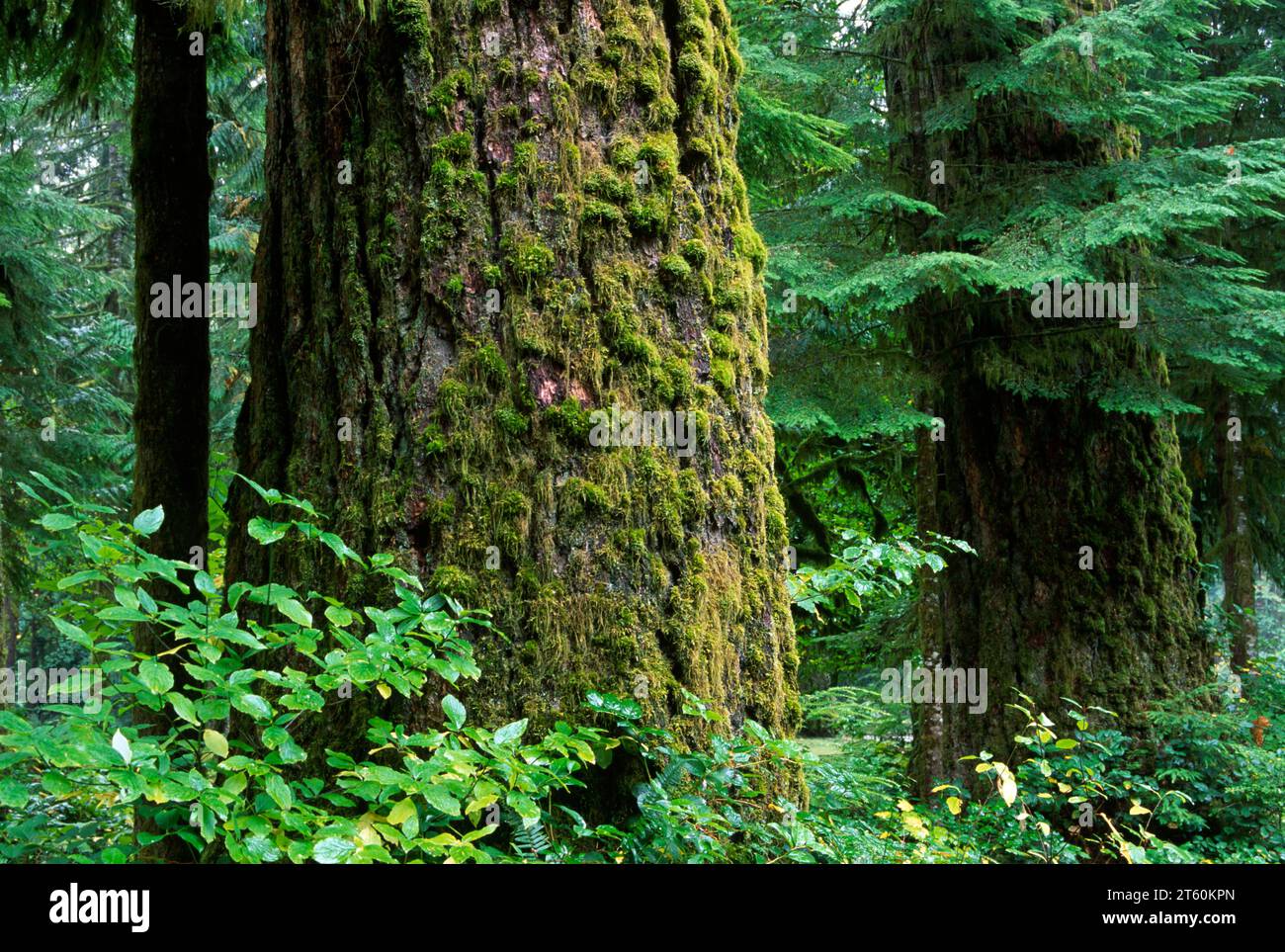 Ancient forest, Rockport State Park, Washington Stock Photo - Alamy