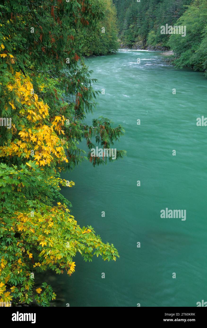 Skagit River from Trail of the Cedars river bridge, Ross Lake National ...