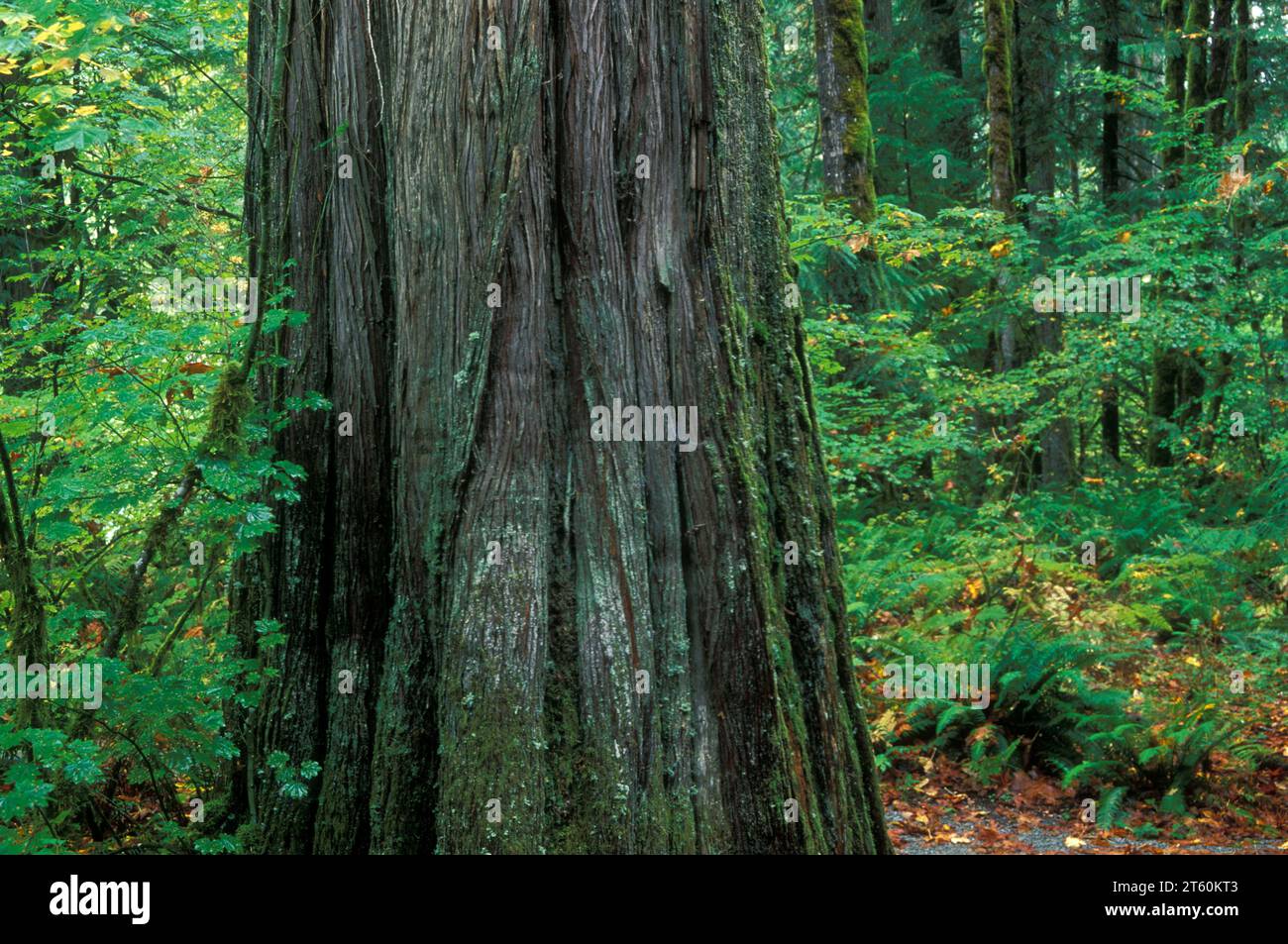 Red cedar on Trail of the Cedars, Ross Lake National Recreation Area ...