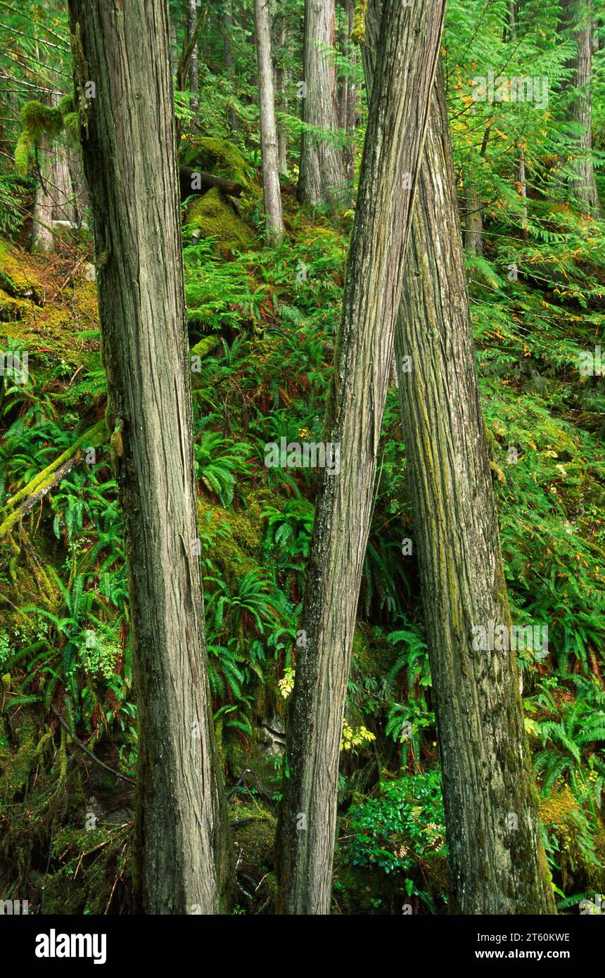 Red cedar on Ladder Creek Falls Trail, Ross Lake National Recreation ...