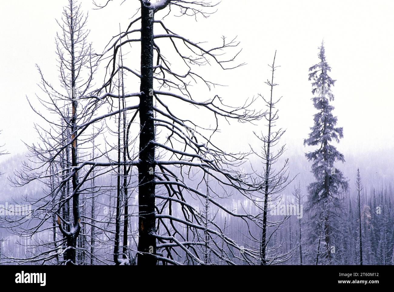 Snowy forest at Harts Pass, Okanogan National Forest, Washington Stock ...