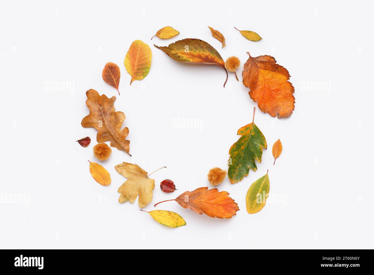 Circle made of autumn leaves on white background Stock Photo - Alamy