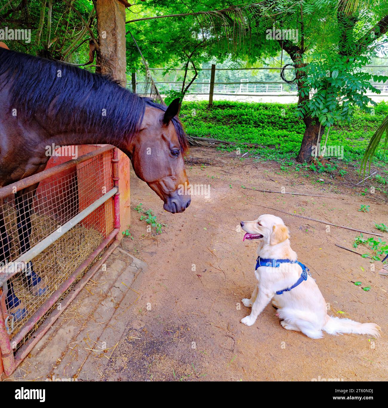 Dog horse stable hi-res stock photography and images - Alamy