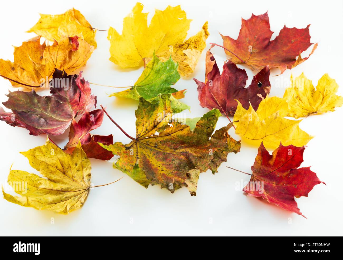 Autumn leaves collage s isolated in front of white background Stock ...