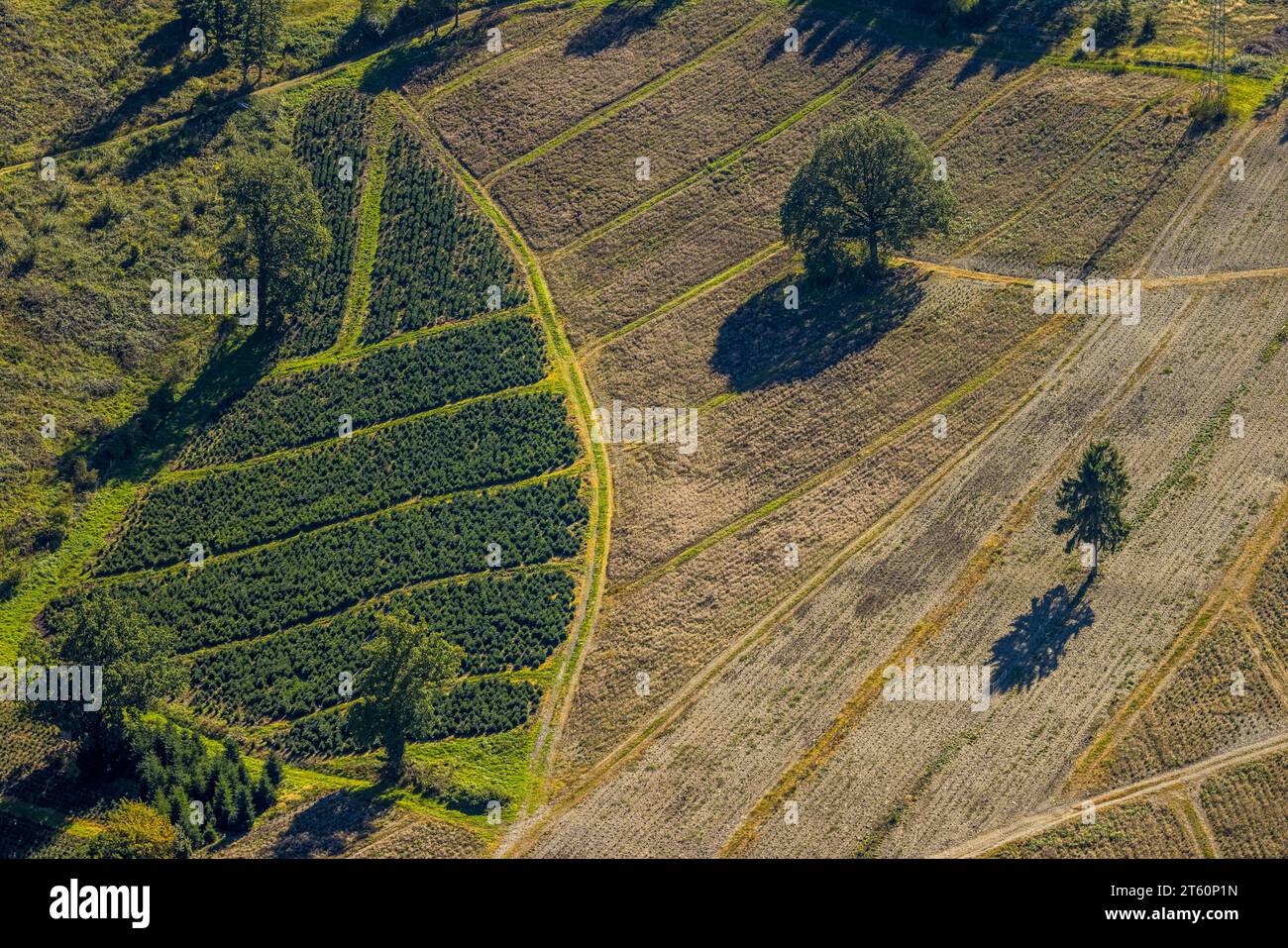 Aerial view, tree in a field with shadows, shapes and colors, Bonzel ...