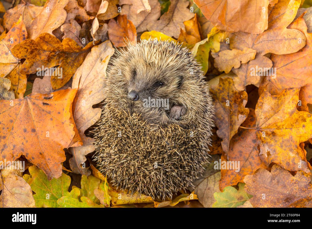 Hedgehog, Scientific name: Erinaceus Europaeus. Close up of a wild ...