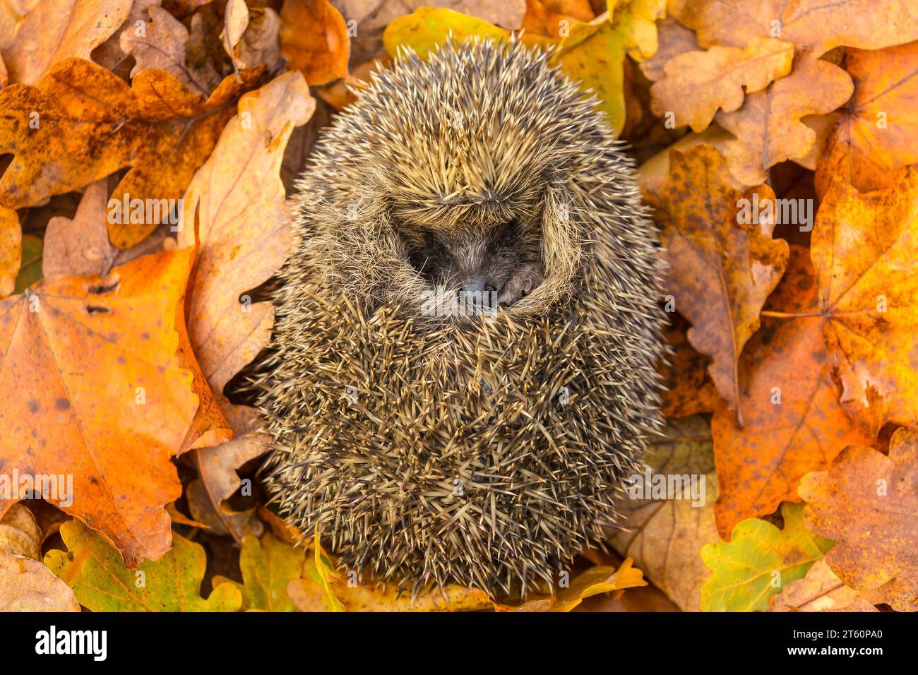 Hedgehog, Scientific name: Erinaceus Europaeus. Close up of a wild ...