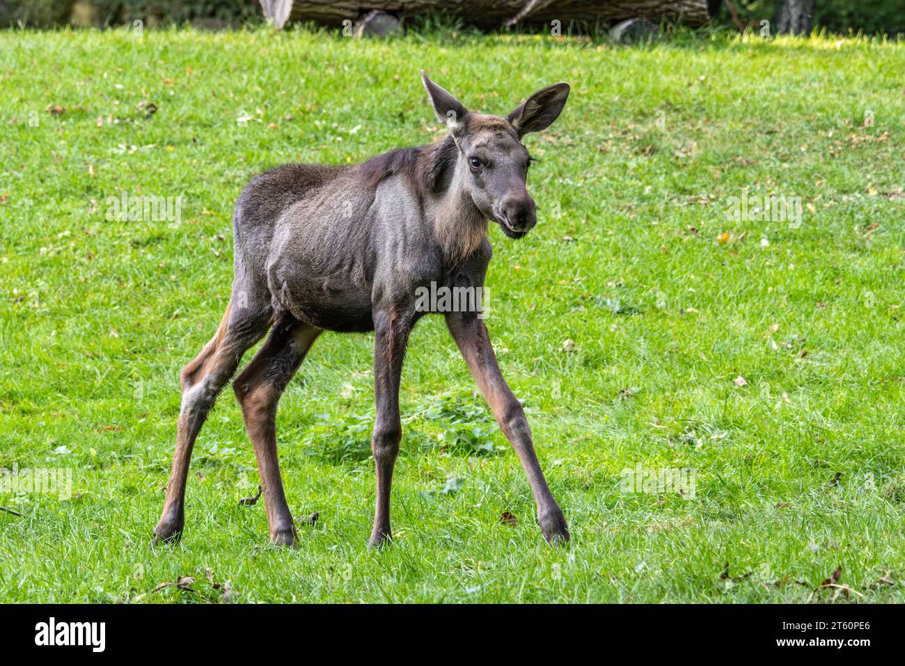 Baby moose elk alces largest hi-res stock photography and images - Alamy