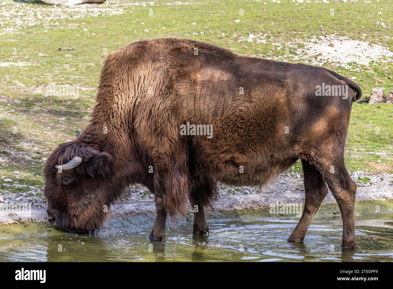 The American bison or simply bison, also commonly known as the American ...
