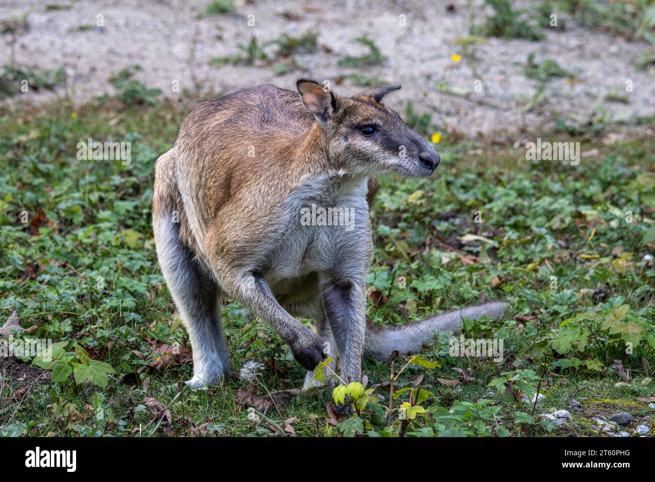The agile wallaby, Macropus agilis also known as the sandy wallaby is a ...
