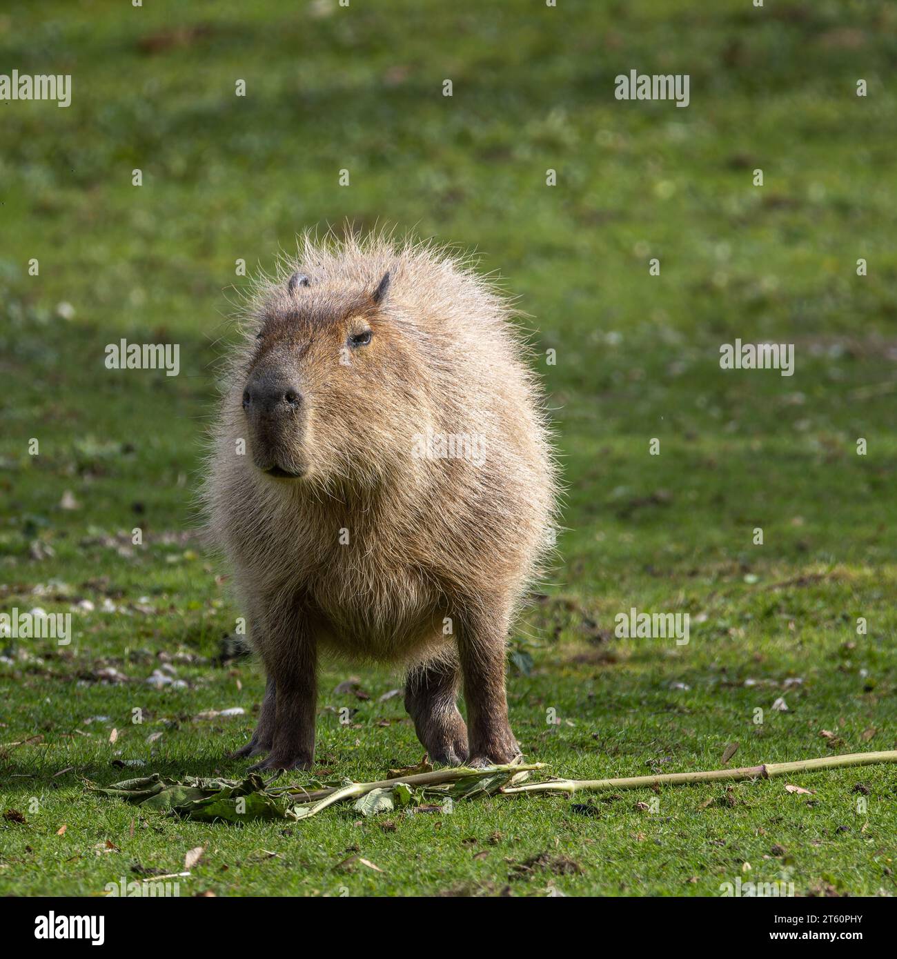 The capybara, Hydrochoerus hydrochaeris is a mammal native to South ...