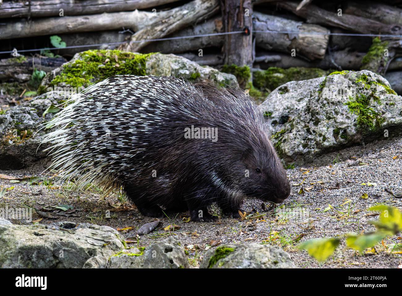 The Indian crested Porcupine, Hystrix indica or Indian porcupine, is a ...