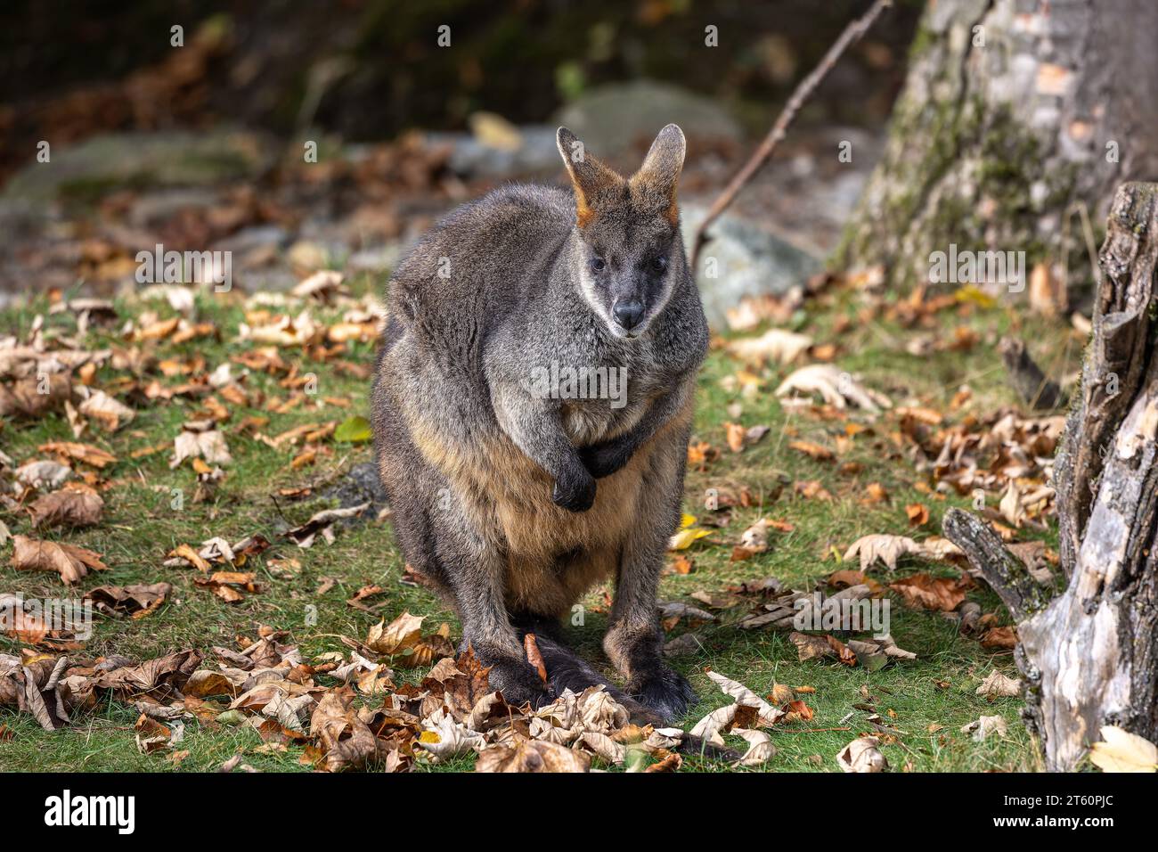 Swamp Wallaby, Wallabia bicolor, is one of the smaller kangaroos. This ...