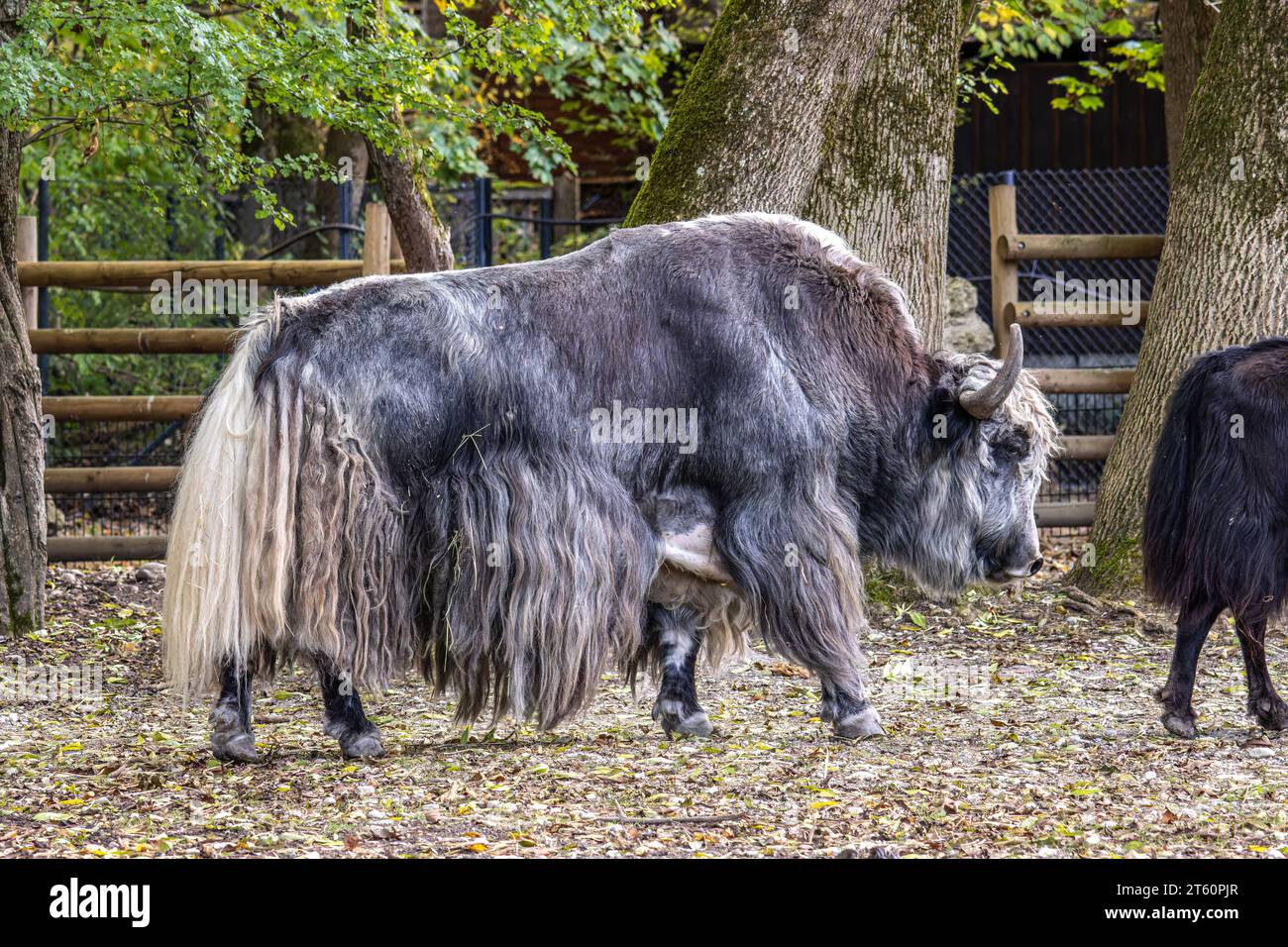 The domestic yak, Bos grunniens is a long-haired domesticated bovid ...