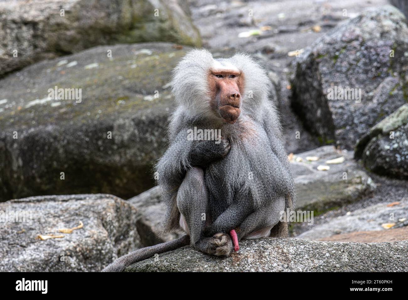 Hamadryas baboon, papio hamadryas, sitting together and grooming each ...