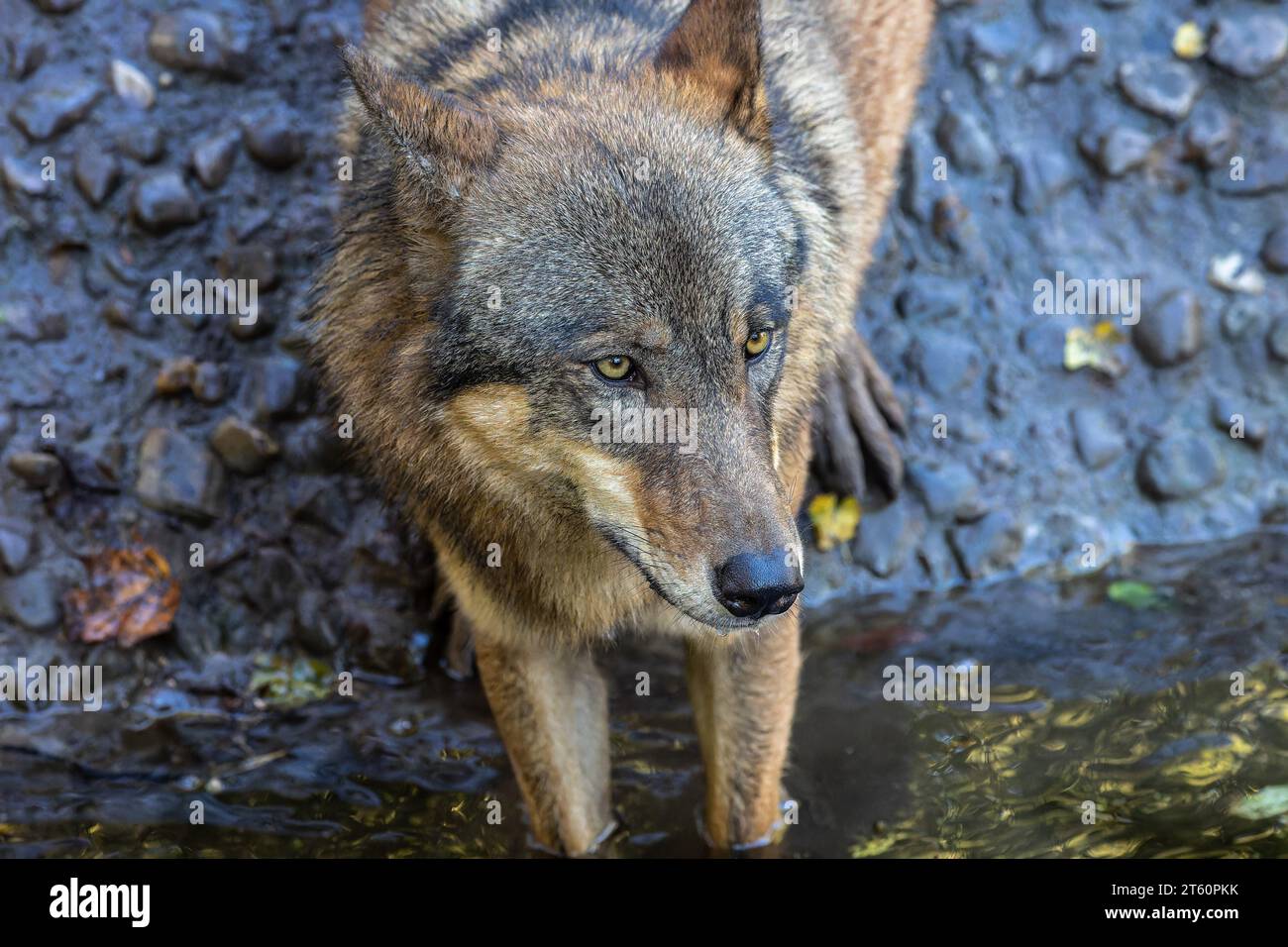The wolf, Canis lupus, also known as the grey wolf or timber wolf is a ...
