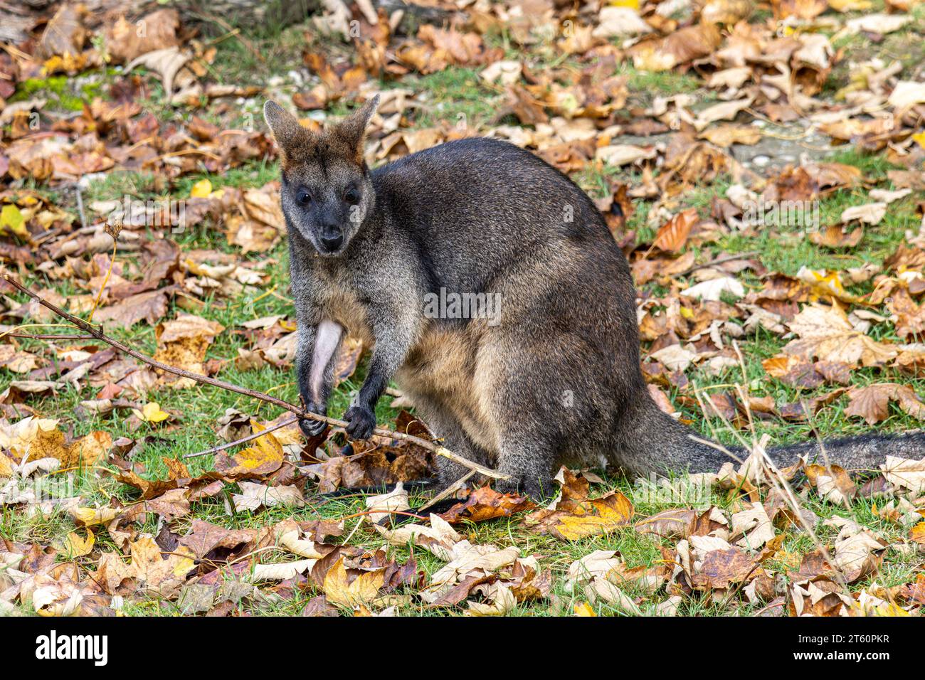 Swamp Wallaby, Wallabia bicolor, is one of the smaller kangaroos. This ...