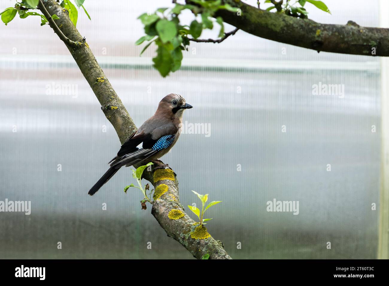 Blue jay on apple tree hi-res stock photography and images - Alamy