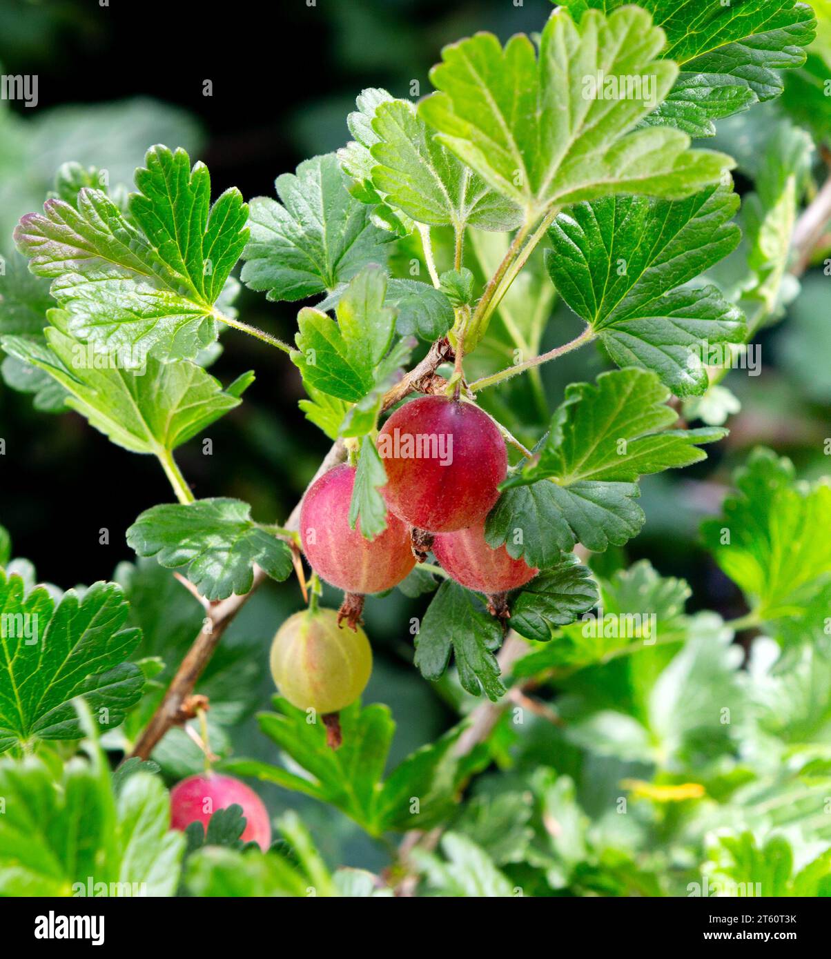 Siberian grapes hi-res stock photography and images - Alamy