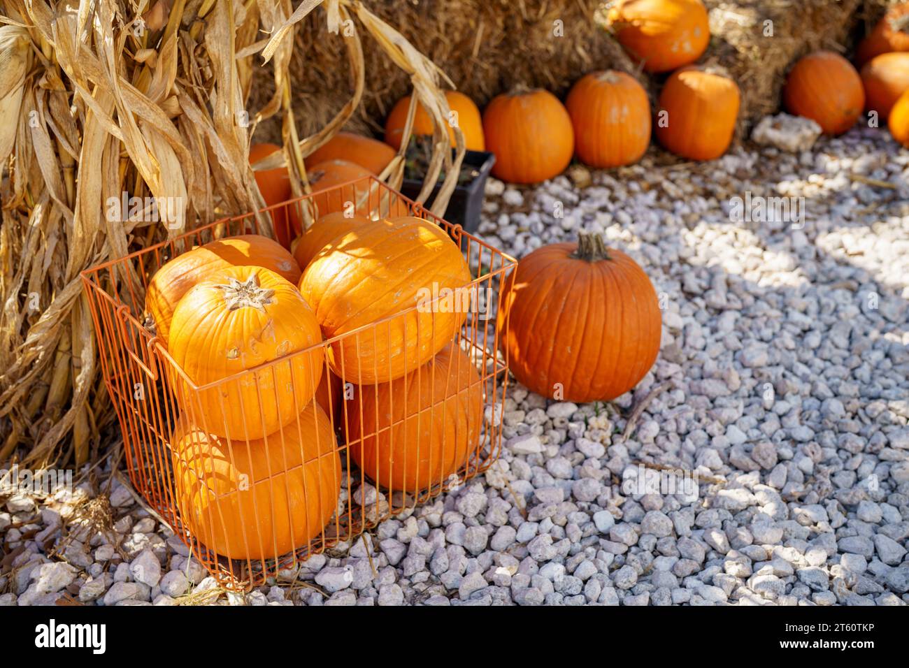 Festive fall farm scene with pumpkins and hay Stock Photo - Alamy