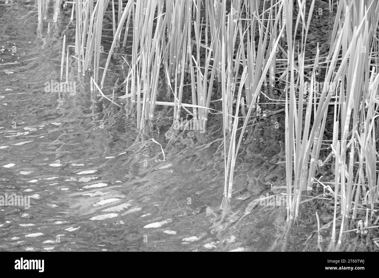 Nautical landscape in Black and white show off amazing artistic designs ...