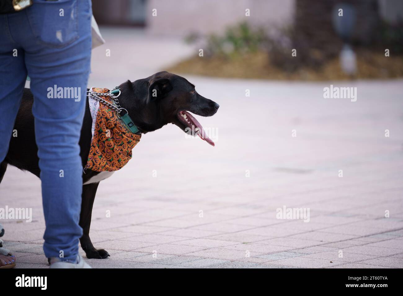Labrador retriever black side profile hi-res stock photography and ...