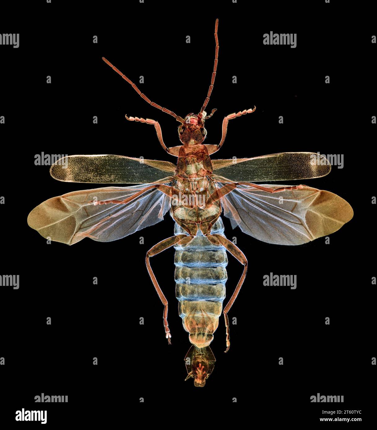 Soldier beetle, Telephorus melanurus, darkfield photomicrograph ...