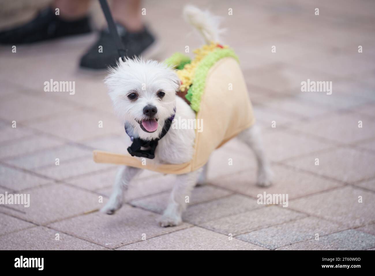 Taco dog hi-res stock photography and images - Alamy