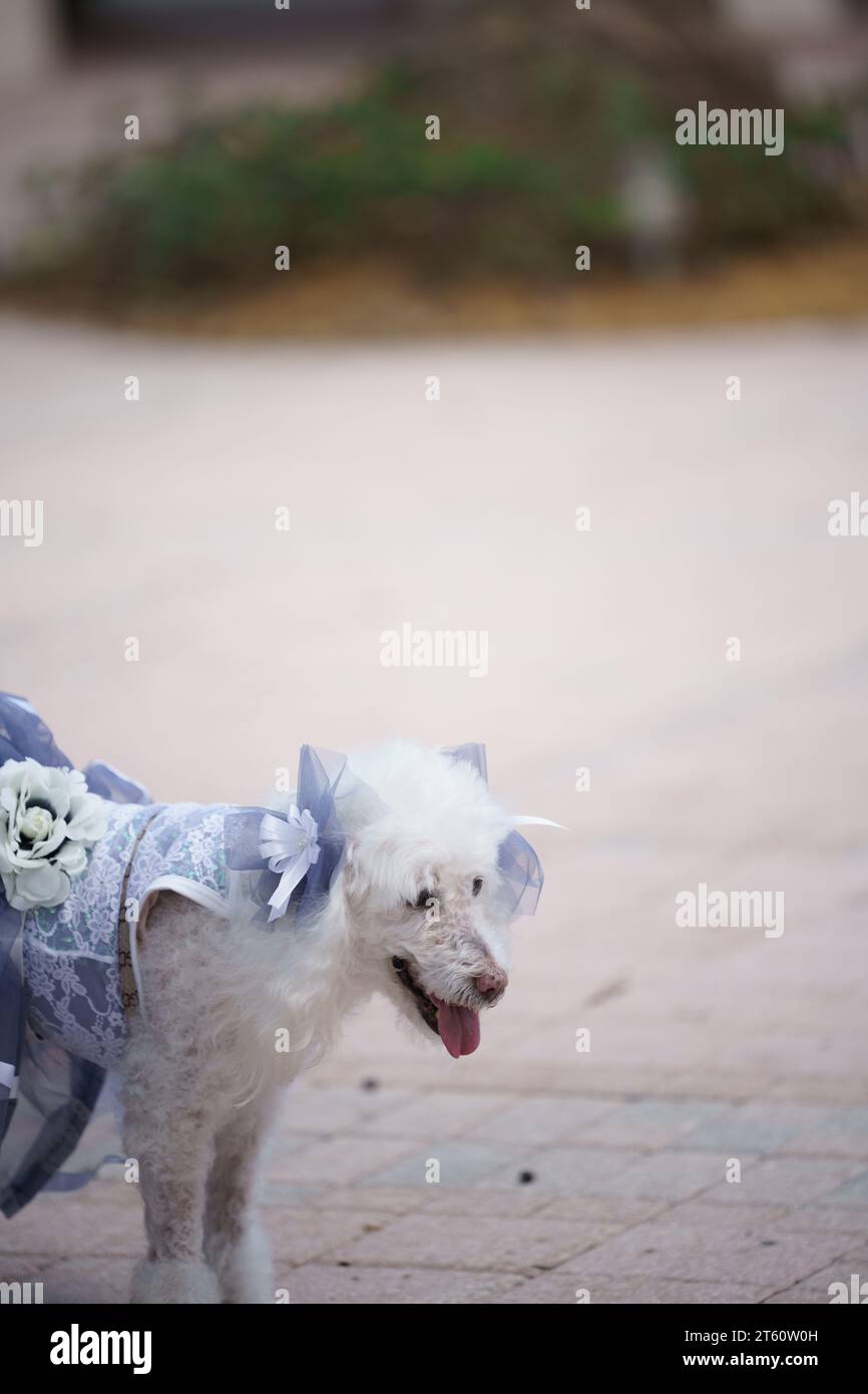 Offset composition photo of a poodle dressed up for Halloween Stock ...