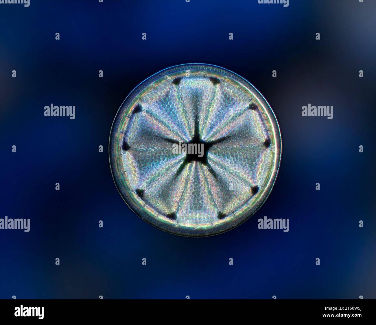 Diatom form hi-res stock photography and images - Alamy